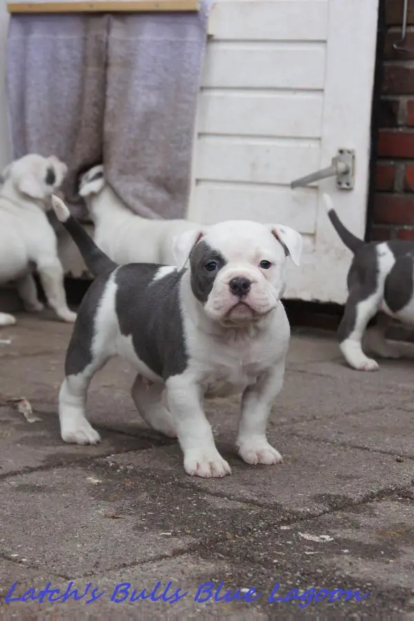 Latch's Bulls' Blue Lagoon