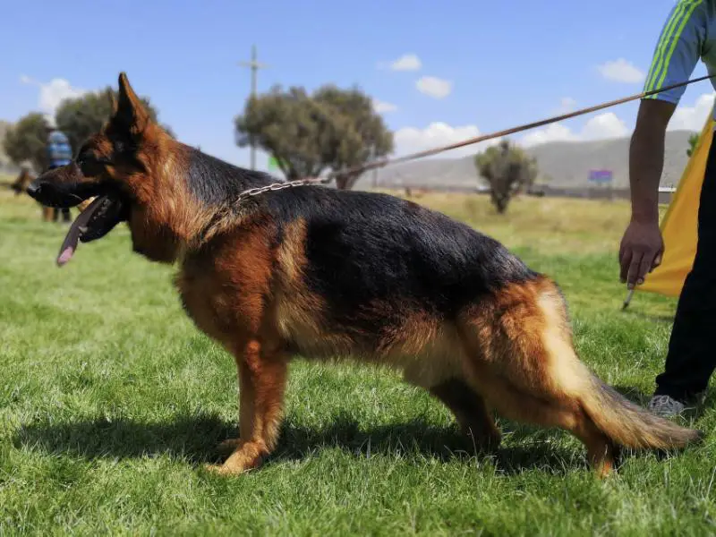 vallack von der sudsenke